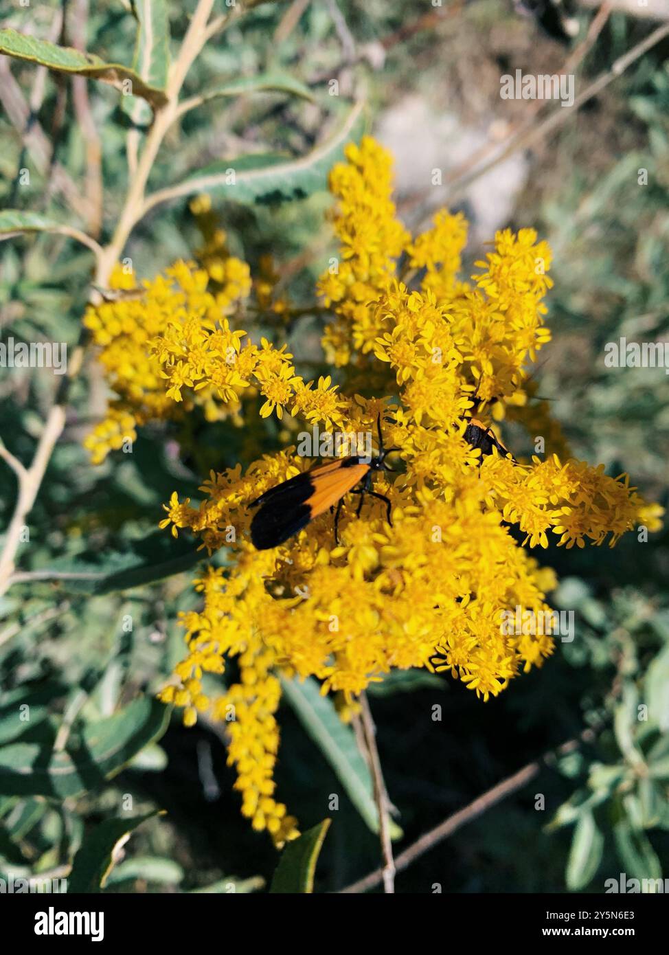 Black-and-yellow Lichen Moth (Lycomorpha pholus) Insecta Stock Photo - Alamy