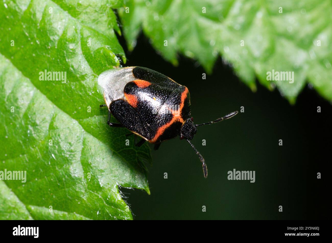 Twice-stabbed Stink Bug (Cosmopepla lintneriana) Insecta Stock Photo ...