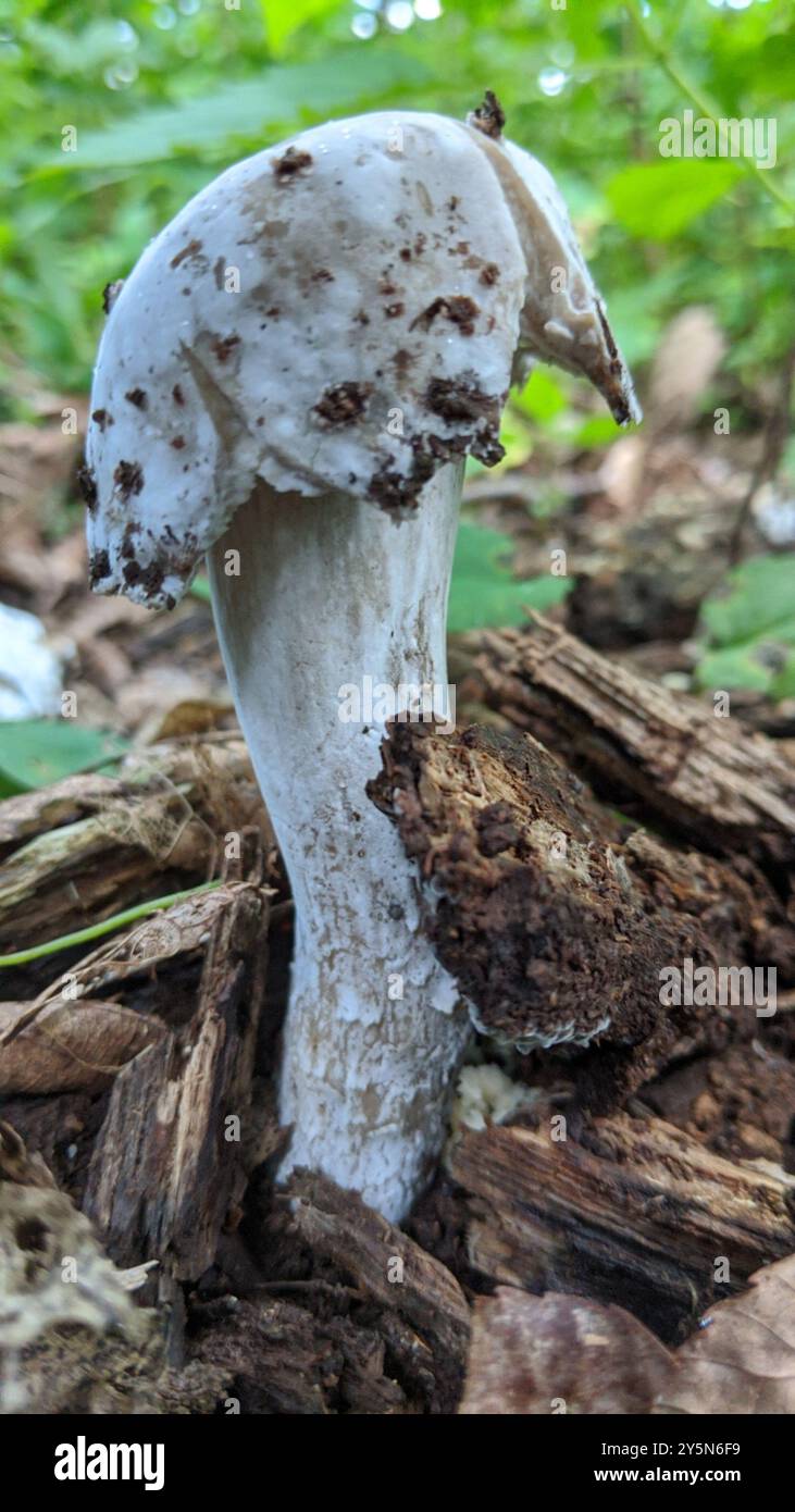 Amanita Mold (Hypomyces hyalinus) Fungi Stock Photo - Alamy