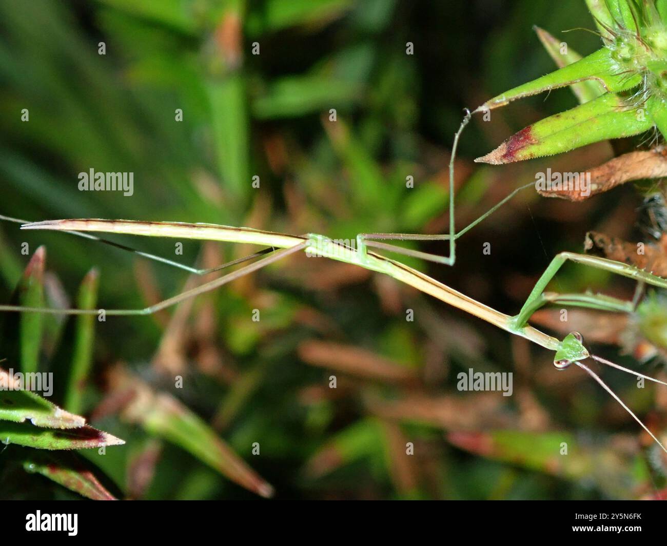 Brunner's Stick Mantises (Brunneria) Insecta Stock Photo - Alamy