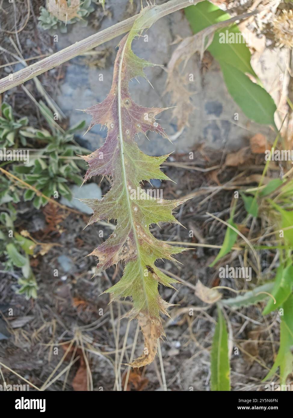 wavyleaf thistle (Cirsium undulatum) Plantae Stock Photo - Alamy