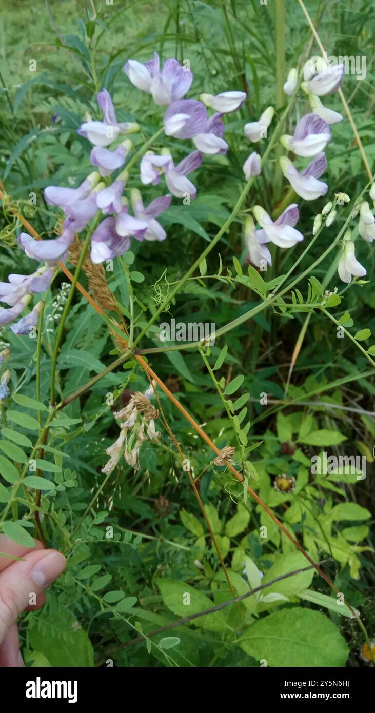 Wood Vetch (Vicia sylvatica) Plantae Stock Photo - Alamy