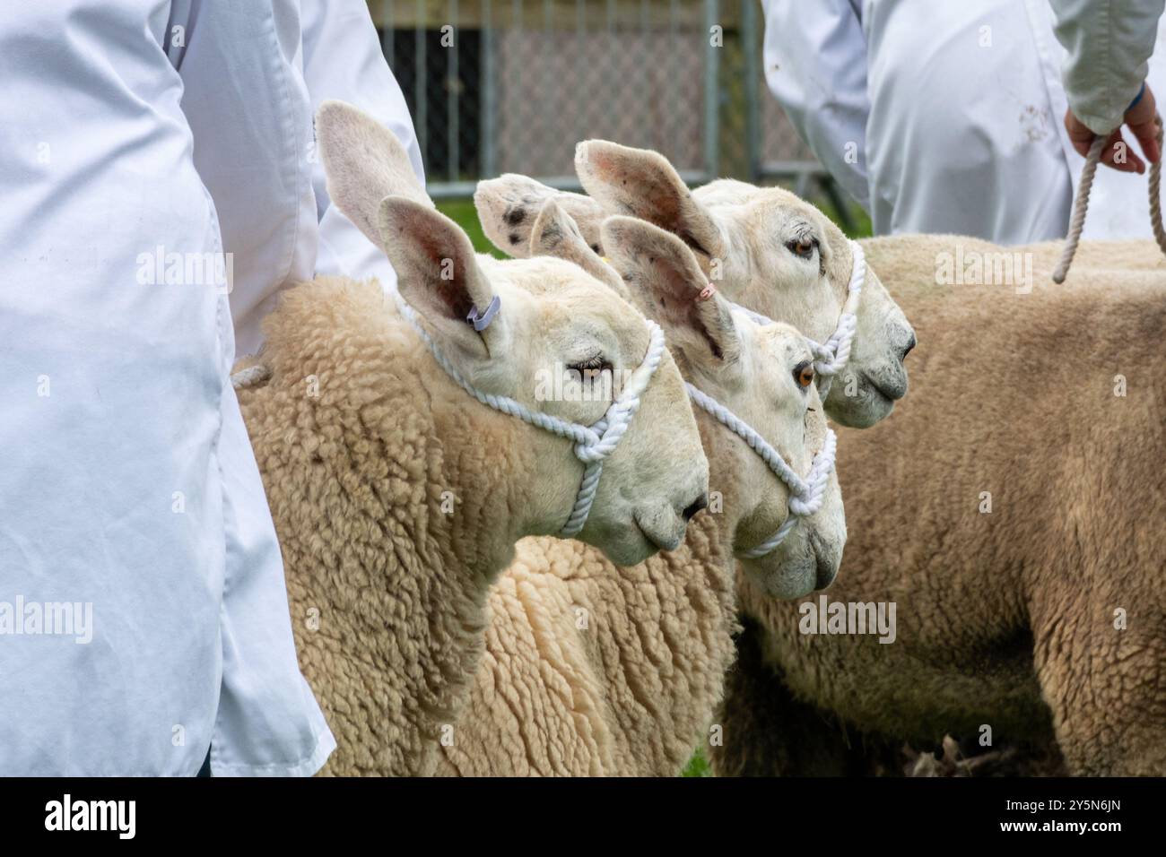 Newbury Show, 21 September 2024. The popular annual event took place at ...