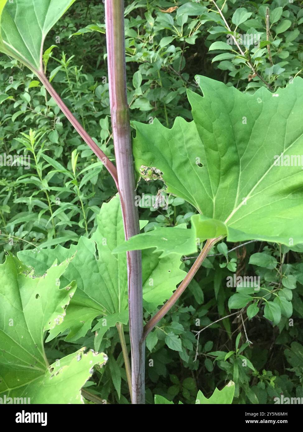 pale Indian plantain (Arnoglossum atriplicifolium) Plantae Stock Photo ...