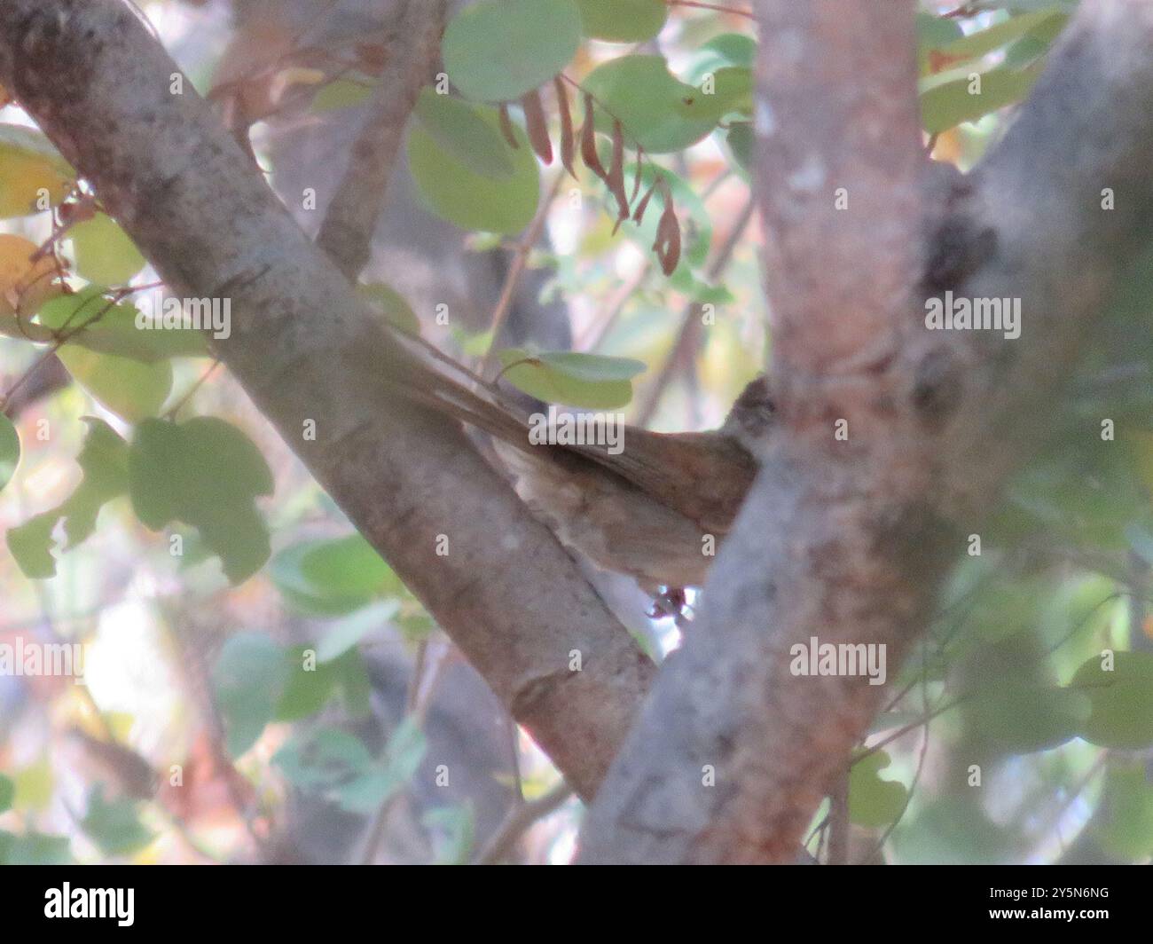Terrestrial Brownbul (Phyllastrephus terrestris) Aves Stock Photo - Alamy