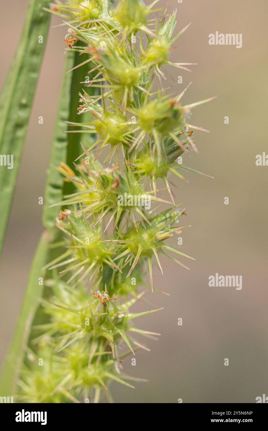 coastal sandbur (Cenchrus spinifex) Plantae Stock Photo - Alamy
