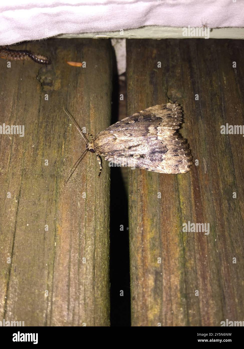 American Copper Underwing (Amphipyra pyramidoides) Insecta Stock Photo ...
