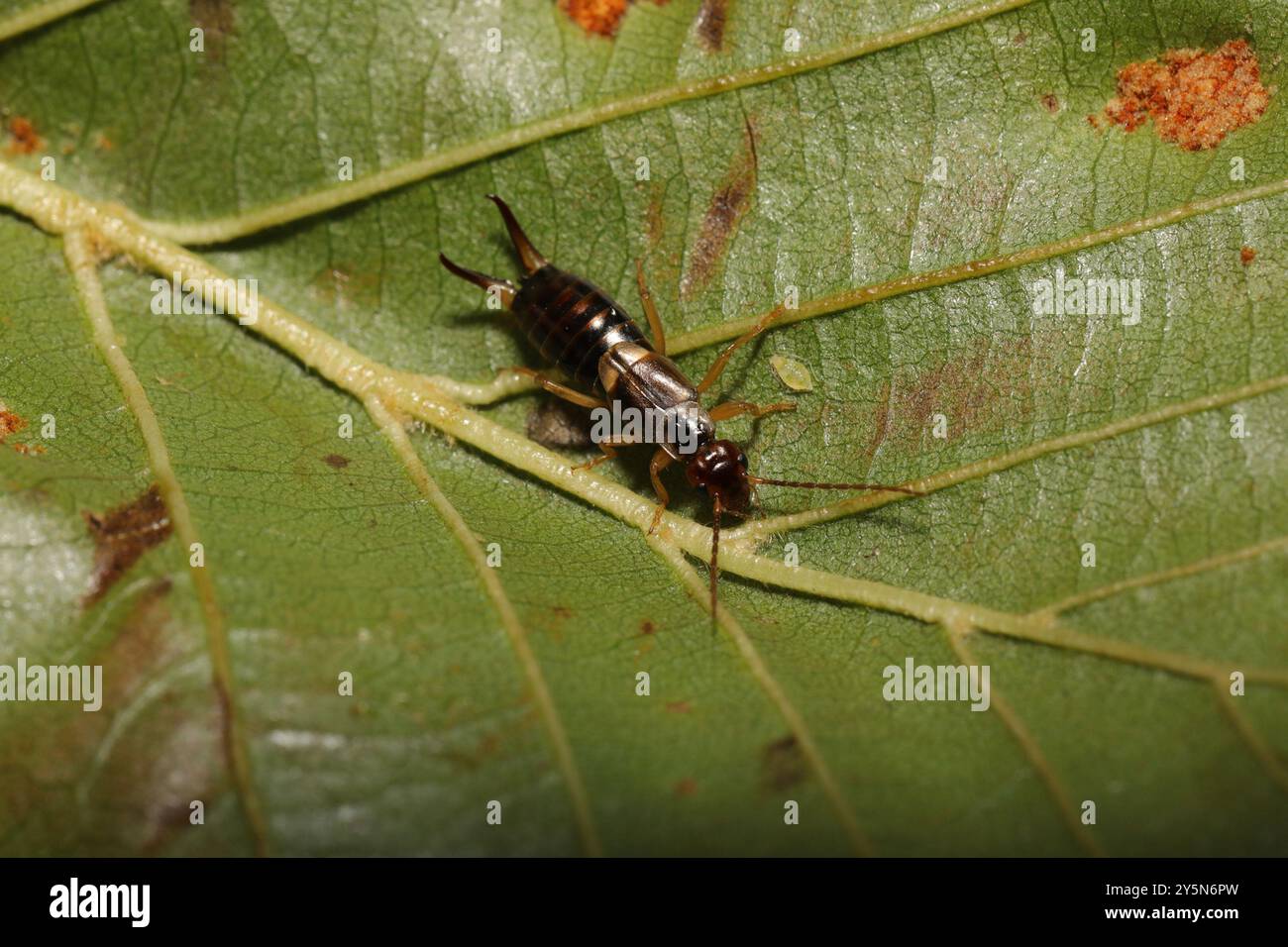 European Earwig Complex (Forficula auricularia) Insecta Stock Photo - Alamy