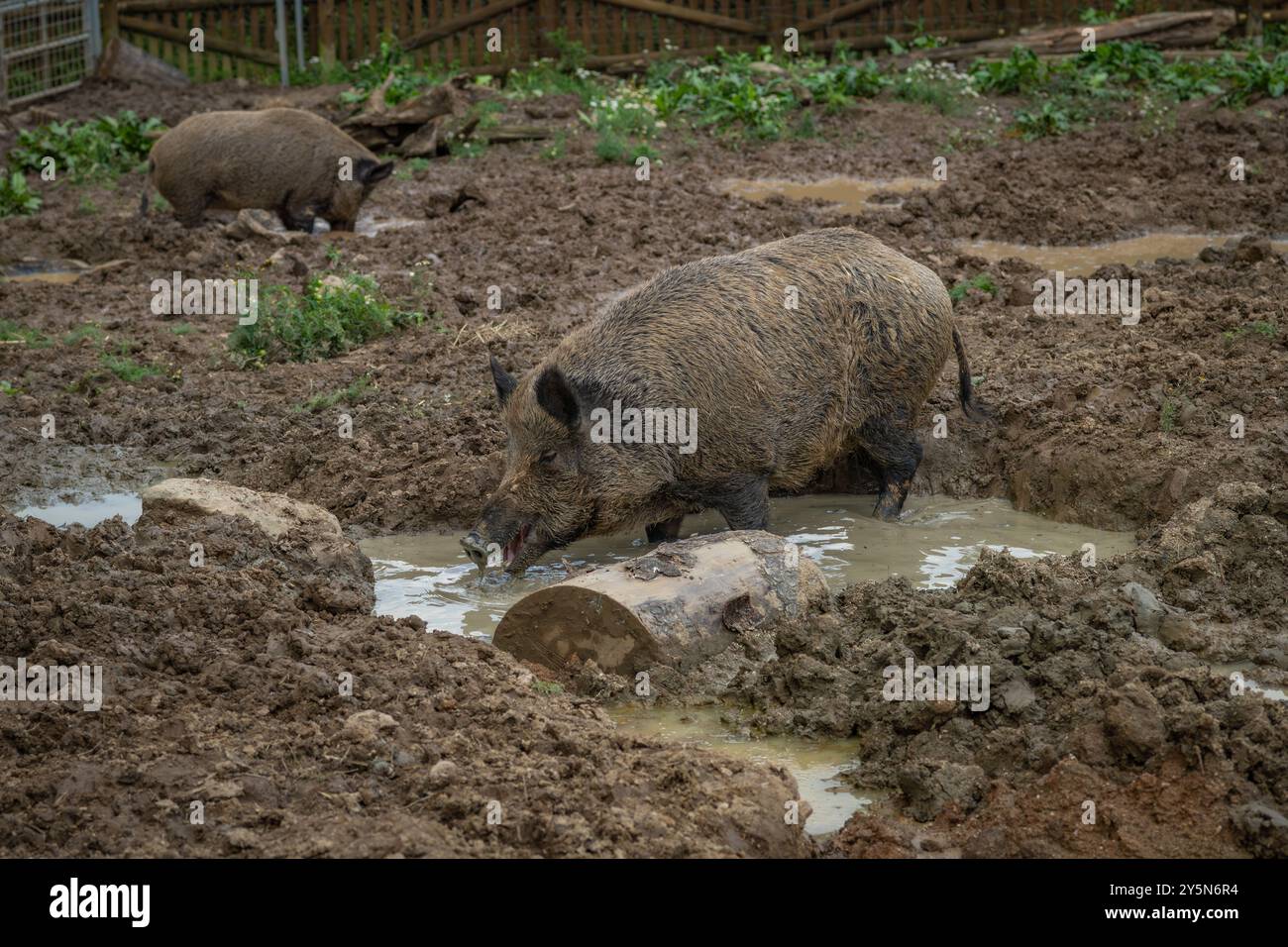 Dirty wild pig animal in wet mud in summer cloudy dark day Stock Photo ...