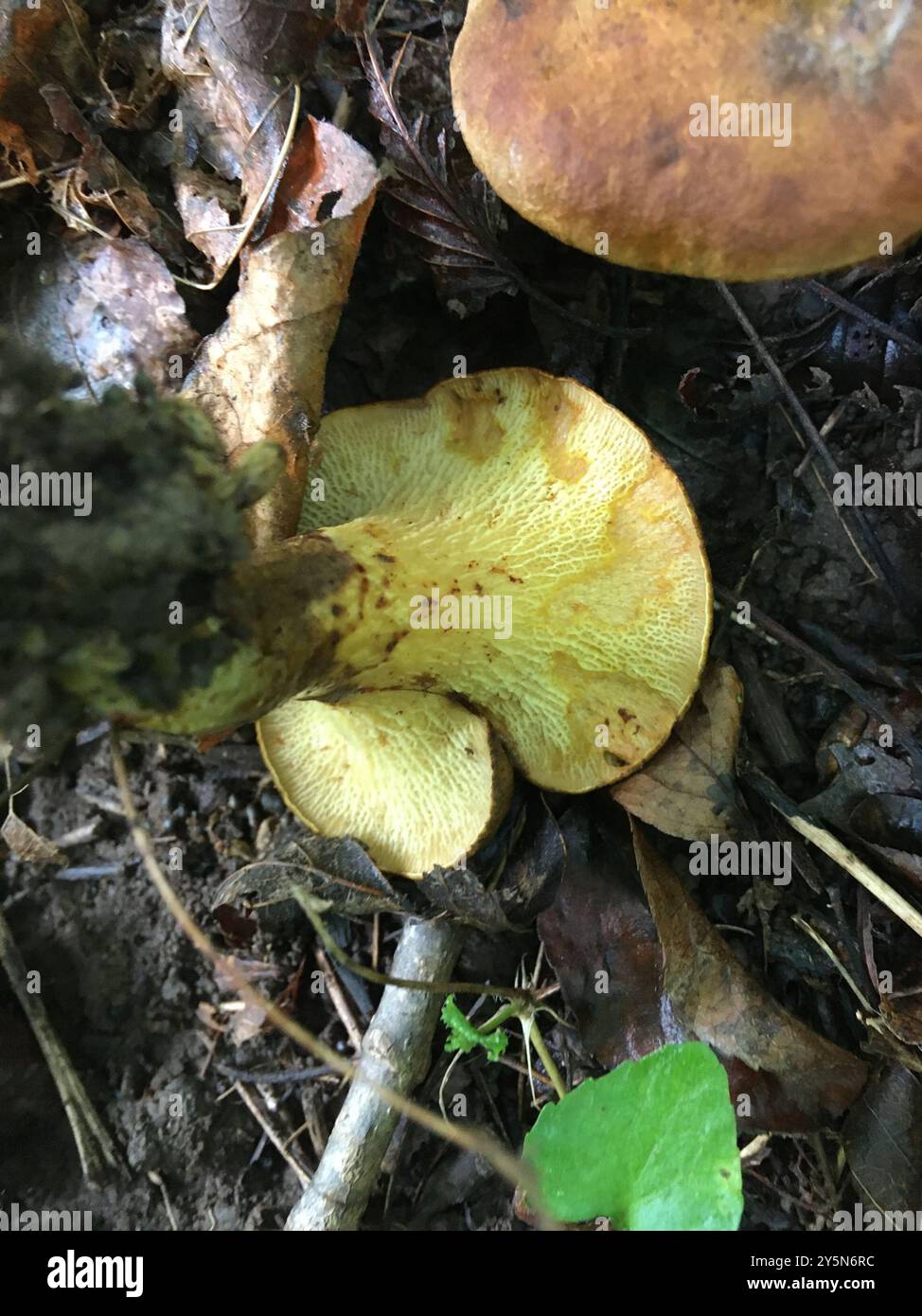 ash-tree bolete (Boletinellus merulioides) Fungi Stock Photo - Alamy