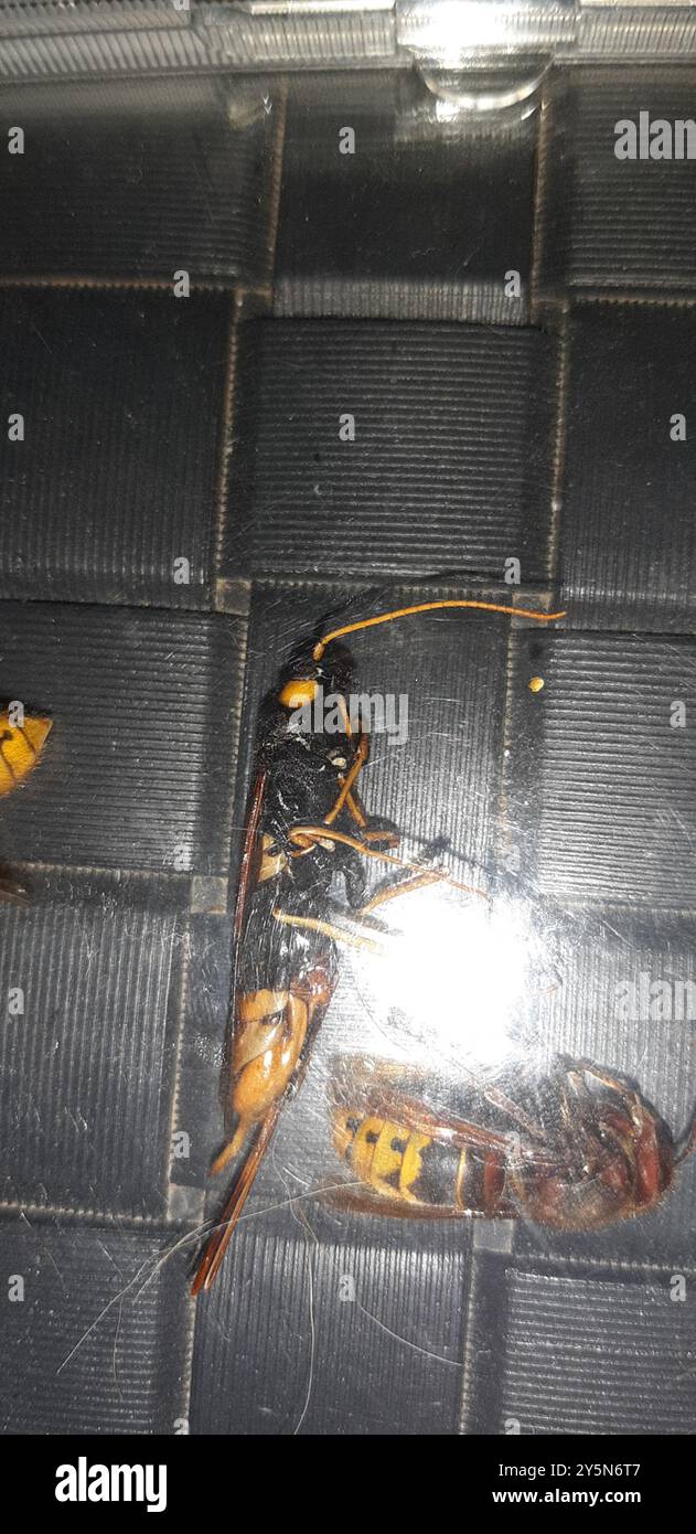 Giant Woodwasp (Urocerus gigas) Insecta Stock Photo - Alamy