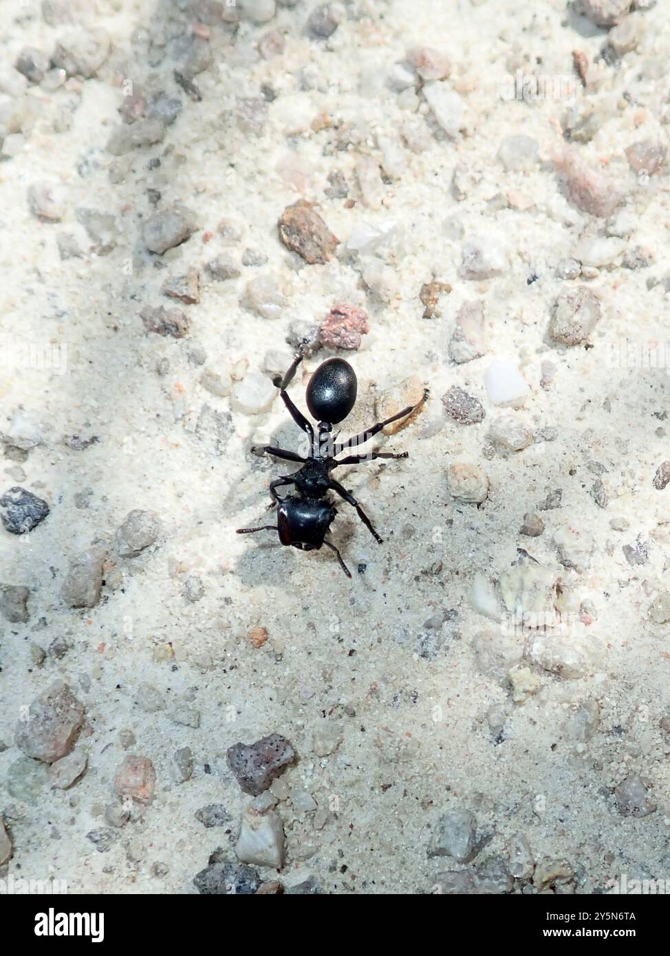 Common Giant Turtle Ant (Cephalotes atratus) Insecta Stock Photo - Alamy