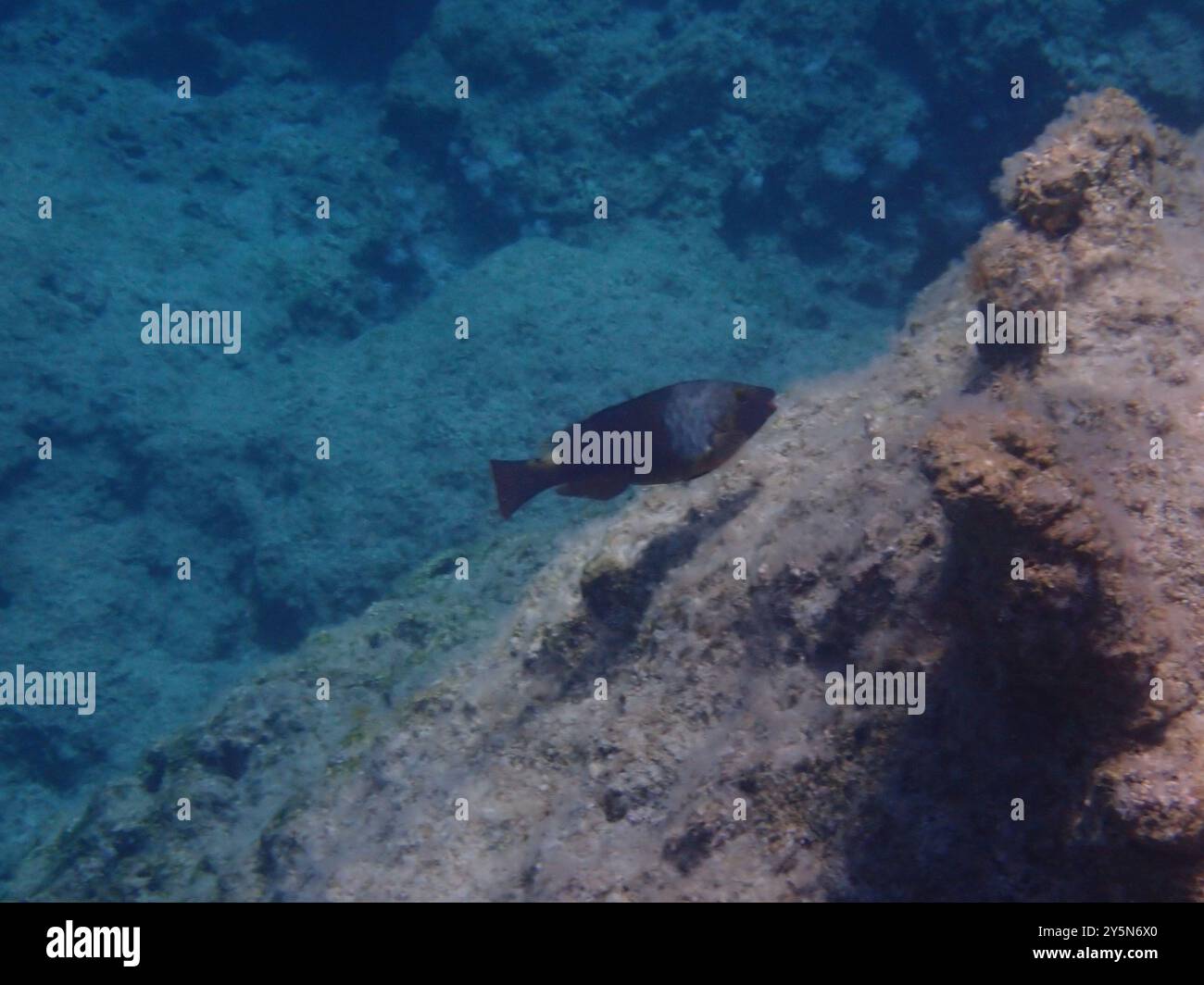 European Parrotfish (Sparisoma cretense) Actinopterygii Stock Photo - Alamy