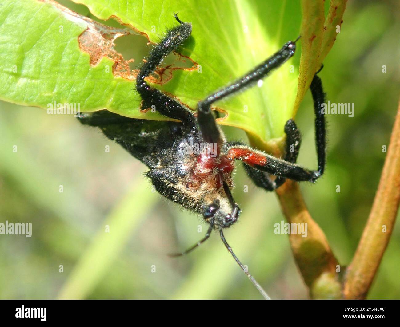 Bee Assassins (Apiomerus) Insecta Stock Photo - Alamy