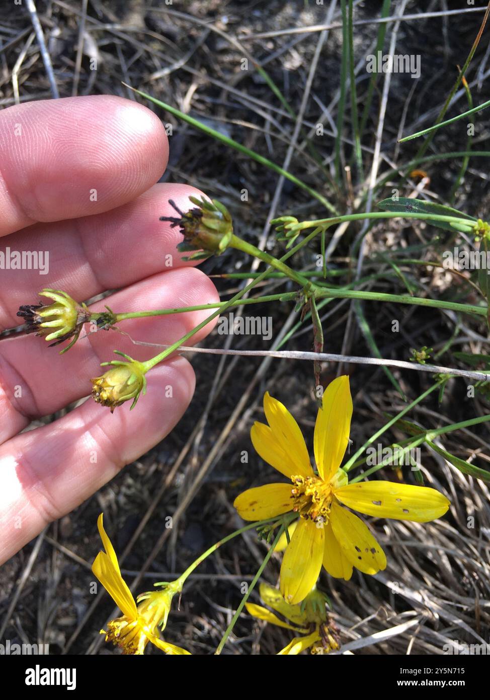 Greater Tickseed (Coreopsis major) Plantae Stock Photo - Alamy