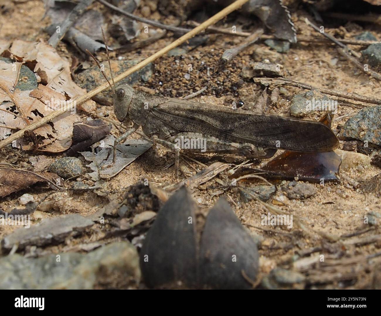 Carolina Grasshopper (Dissosteira carolina) Insecta Stock Photo - Alamy