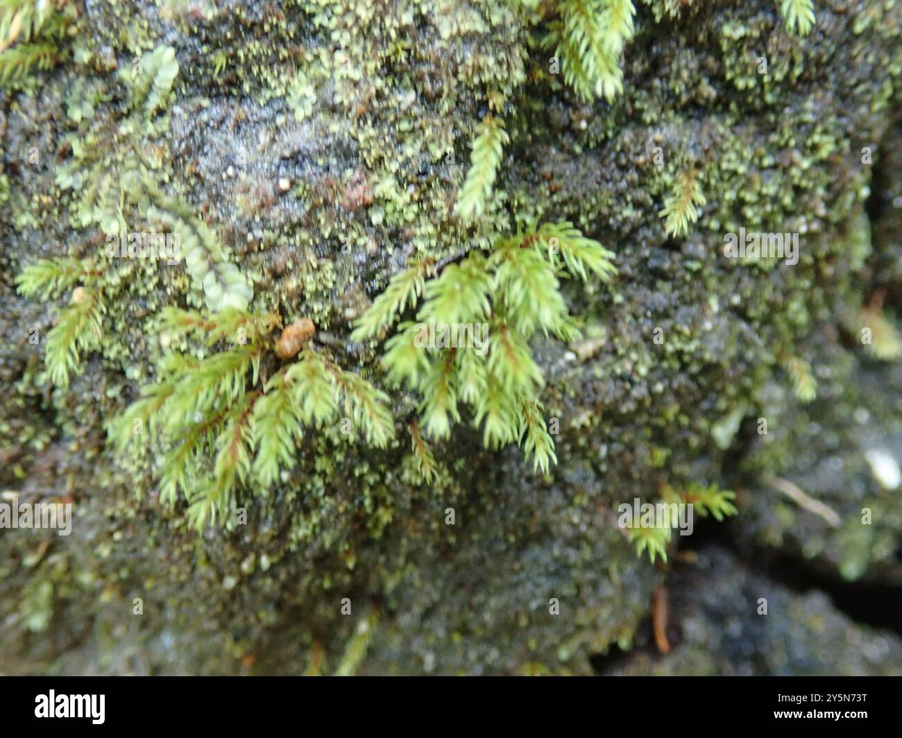 Small Hair Moss (Oligotrichum aligerum) Plantae Stock Photo - Alamy