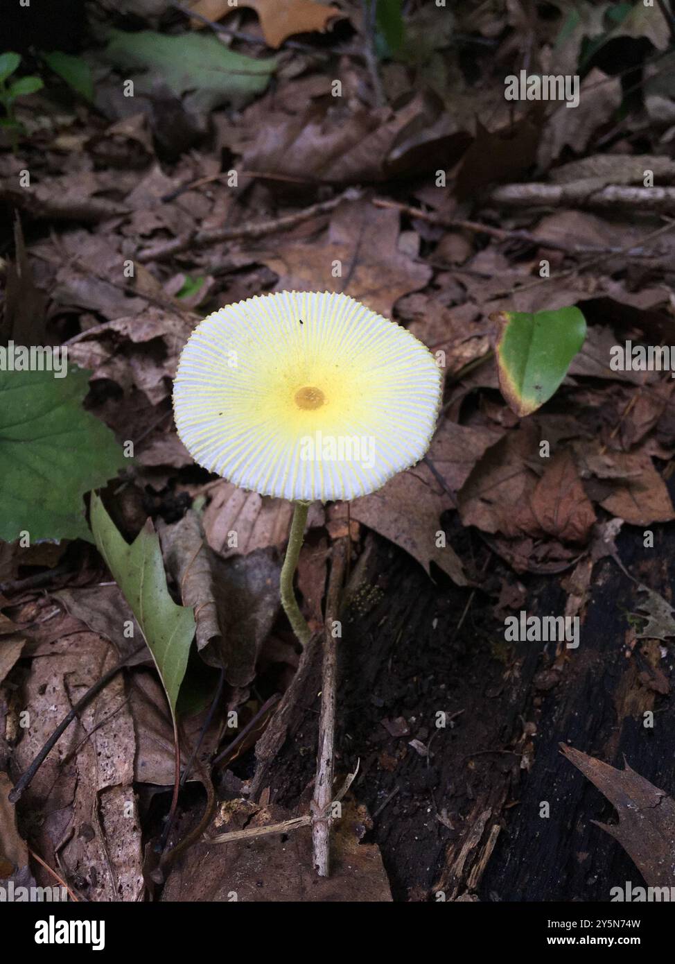 Leucocoprinus fragilissimus hi-res stock photography and images - Alamy