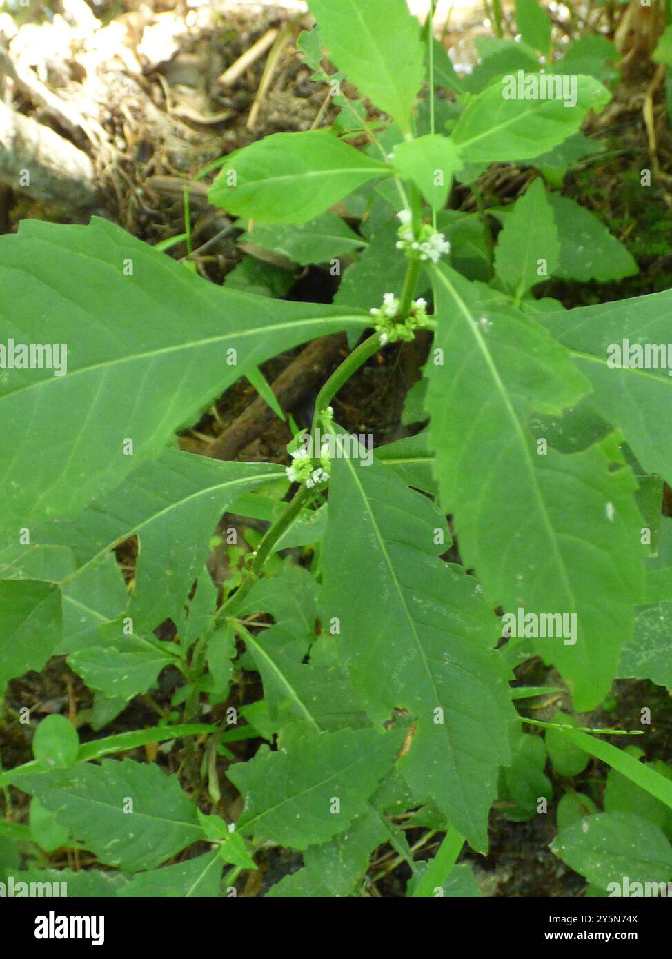 northern bugleweed (Lycopus uniflorus) Plantae Stock Photo - Alamy