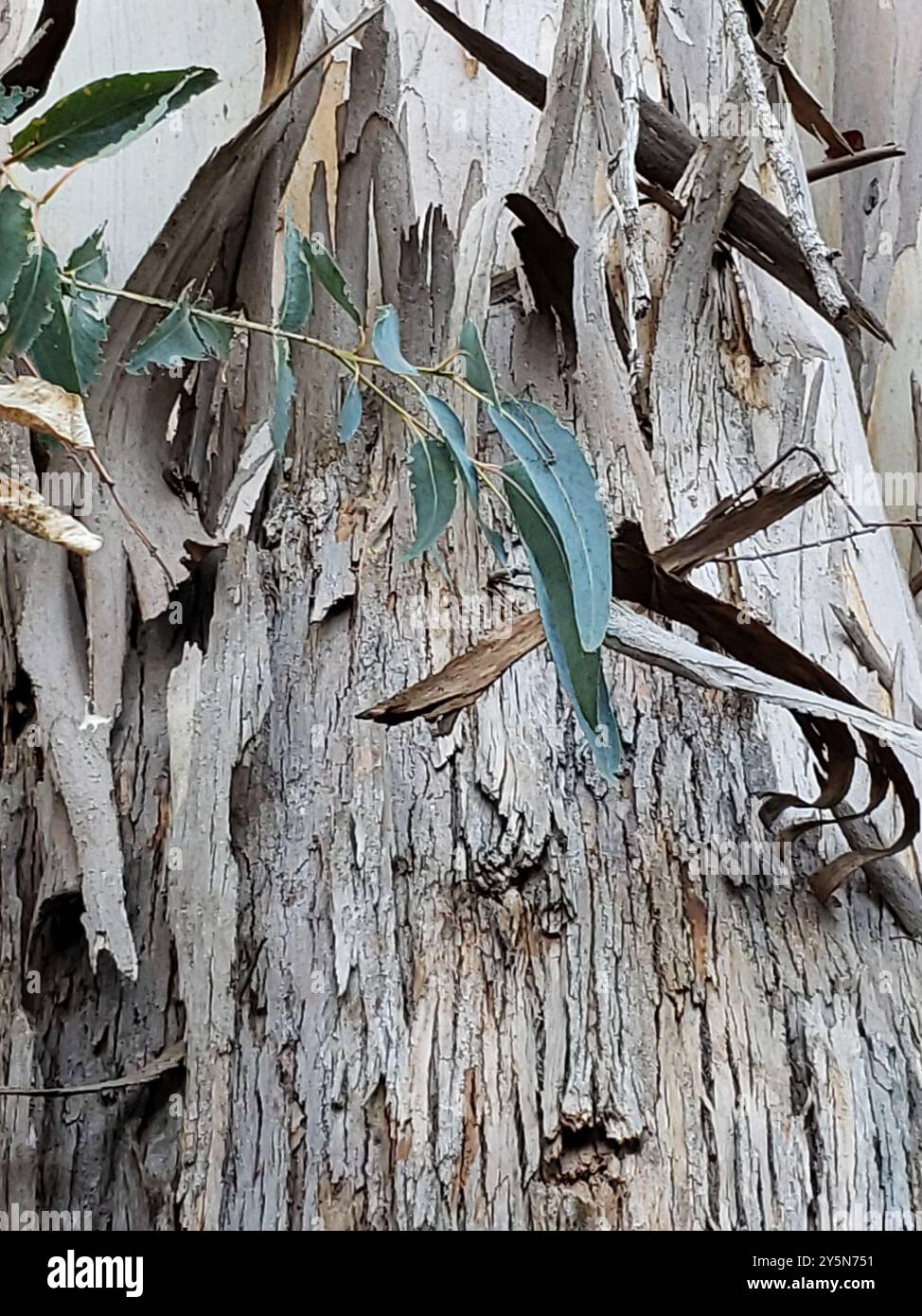 Tasmanian blue gum (Eucalyptus globulus) Plantae Stock Photo - Alamy