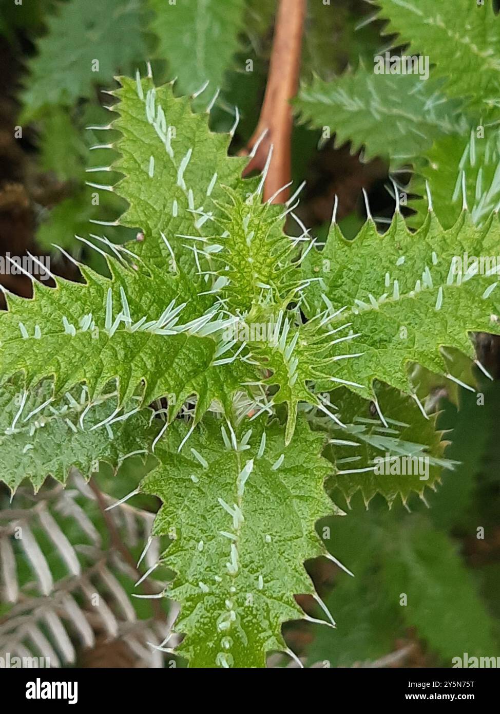 Tree Nettle (Urtica ferox) Plantae Stock Photo - Alamy