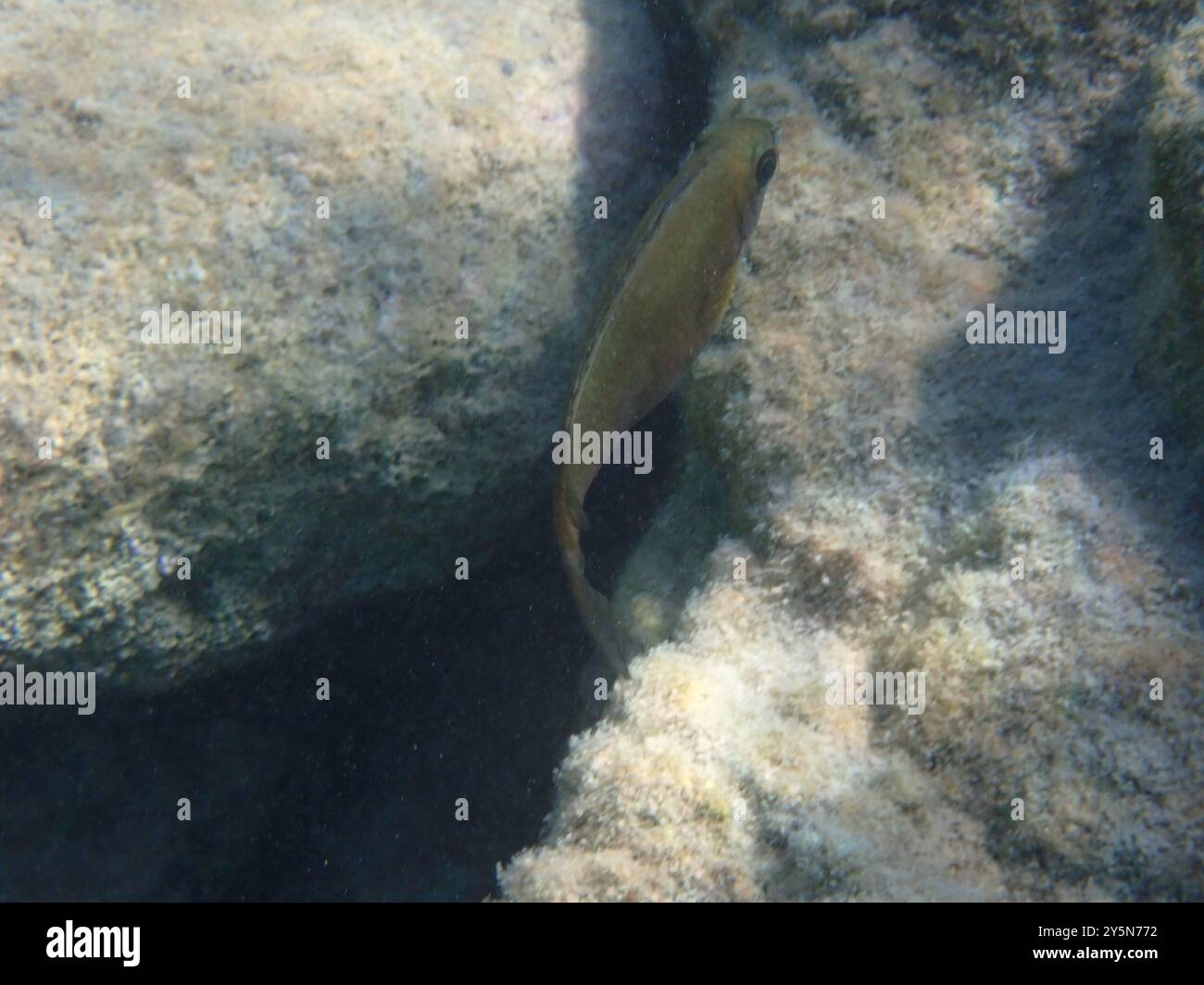 Dusky Spinefoot (Siganus luridus) Actinopterygii Stock Photo - Alamy
