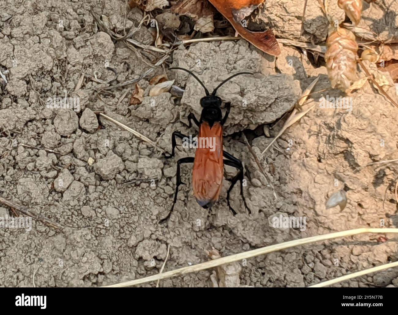 Thisbe's Tarantula-hawk Wasp (Pepsis thisbe) Insecta Stock Photo - Alamy