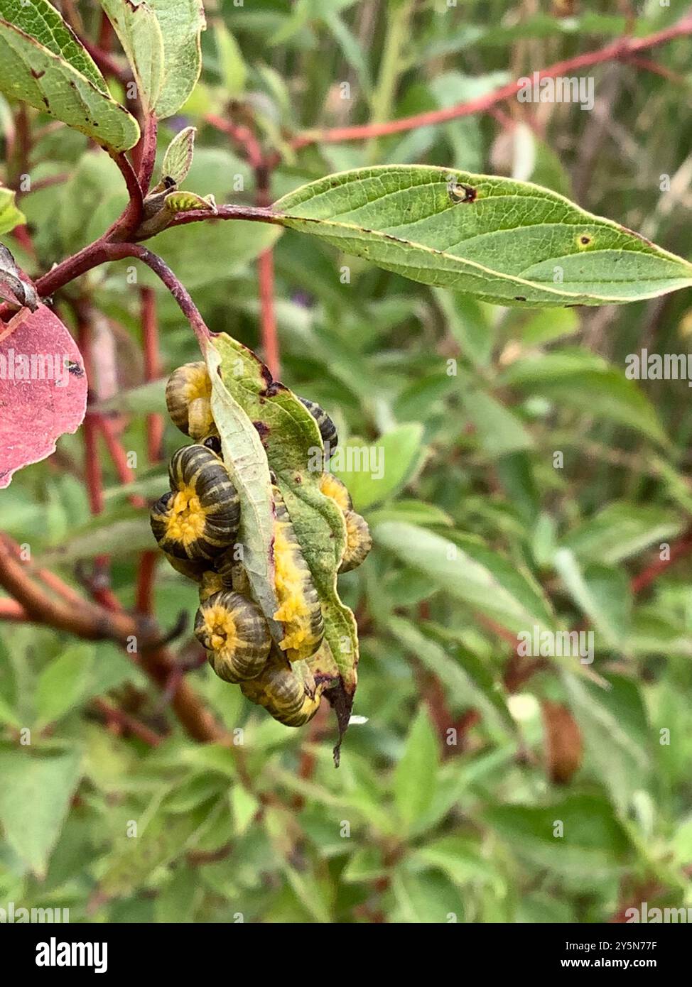 (Macremphytus tarsatus) Insecta Stock Photo - Alamy
