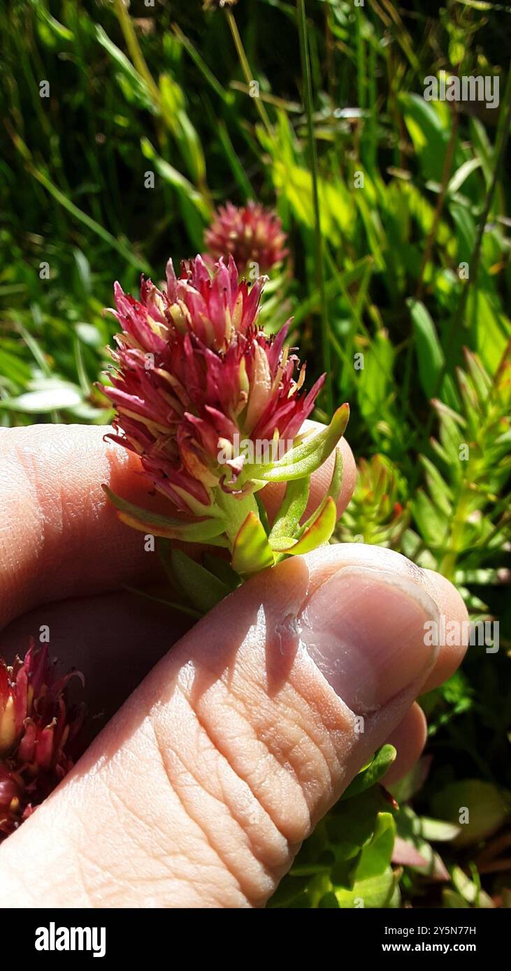 Queen's Crown (Rhodiola rhodantha) Plantae Stock Photo - Alamy