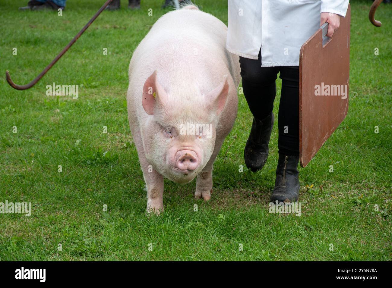 Newbury Show, 21 September 2024. The popular annual event took place at ...