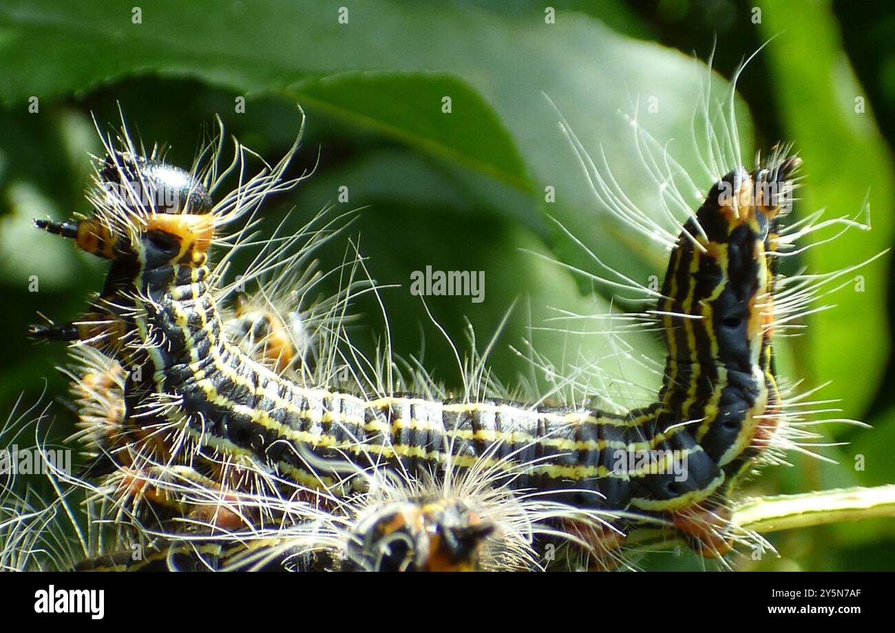 Yellow-necked Caterpillar Moth (Datana ministra) Insecta Stock Photo ...