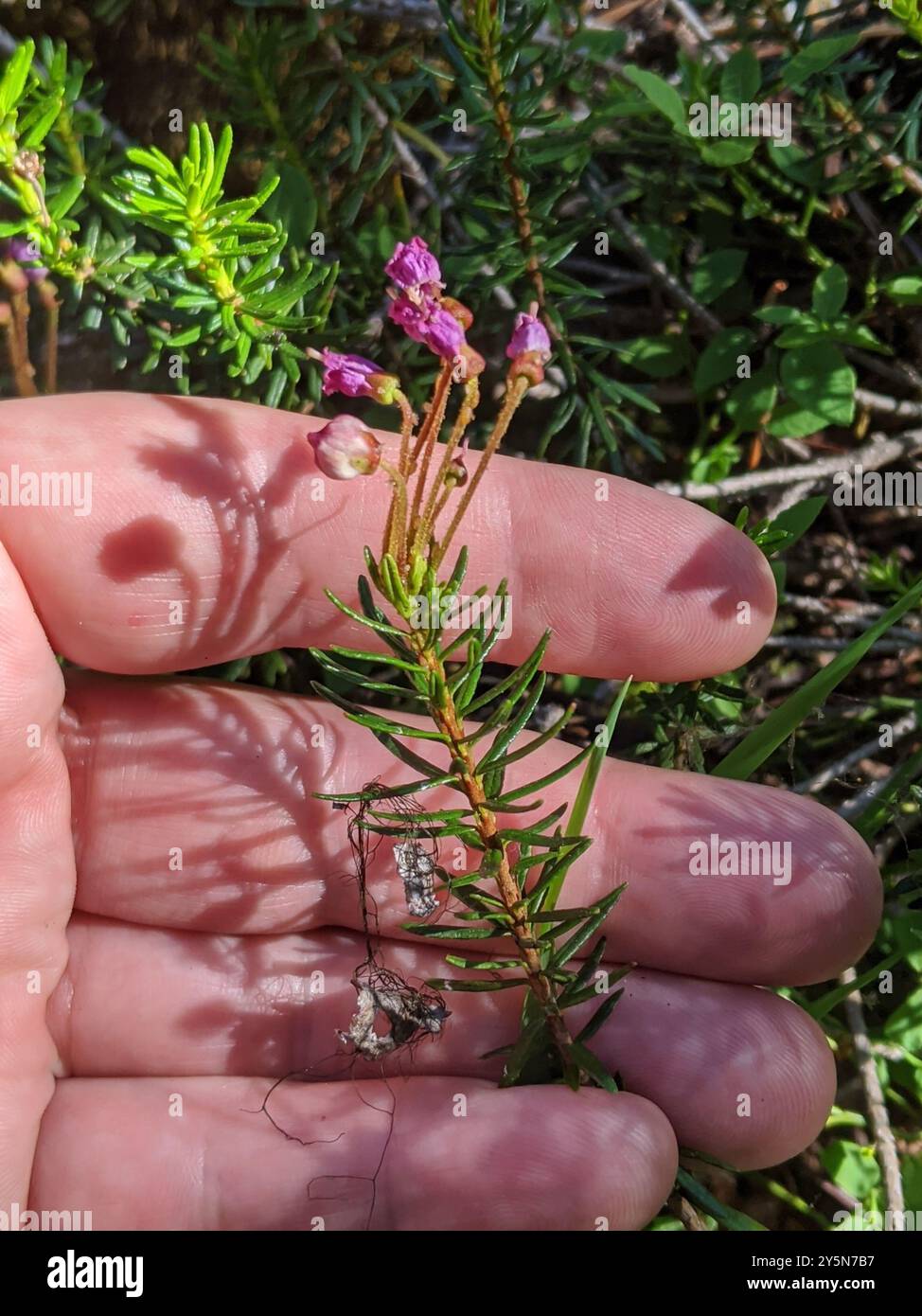 pink mountainheath (Phyllodoce empetriformis) Plantae Stock Photo - Alamy
