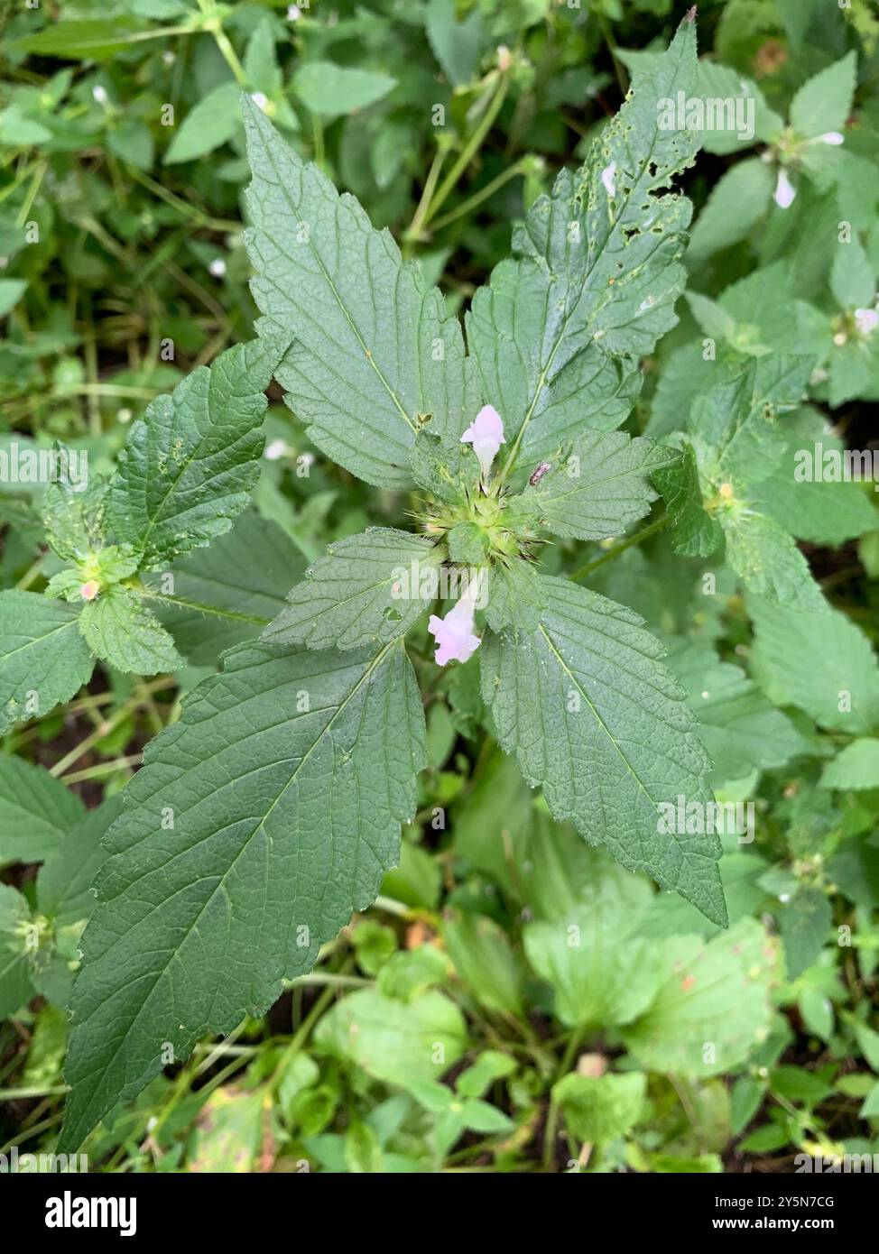 Common hemp-nettle (Galeopsis tetrahit) Plantae Stock Photo - Alamy