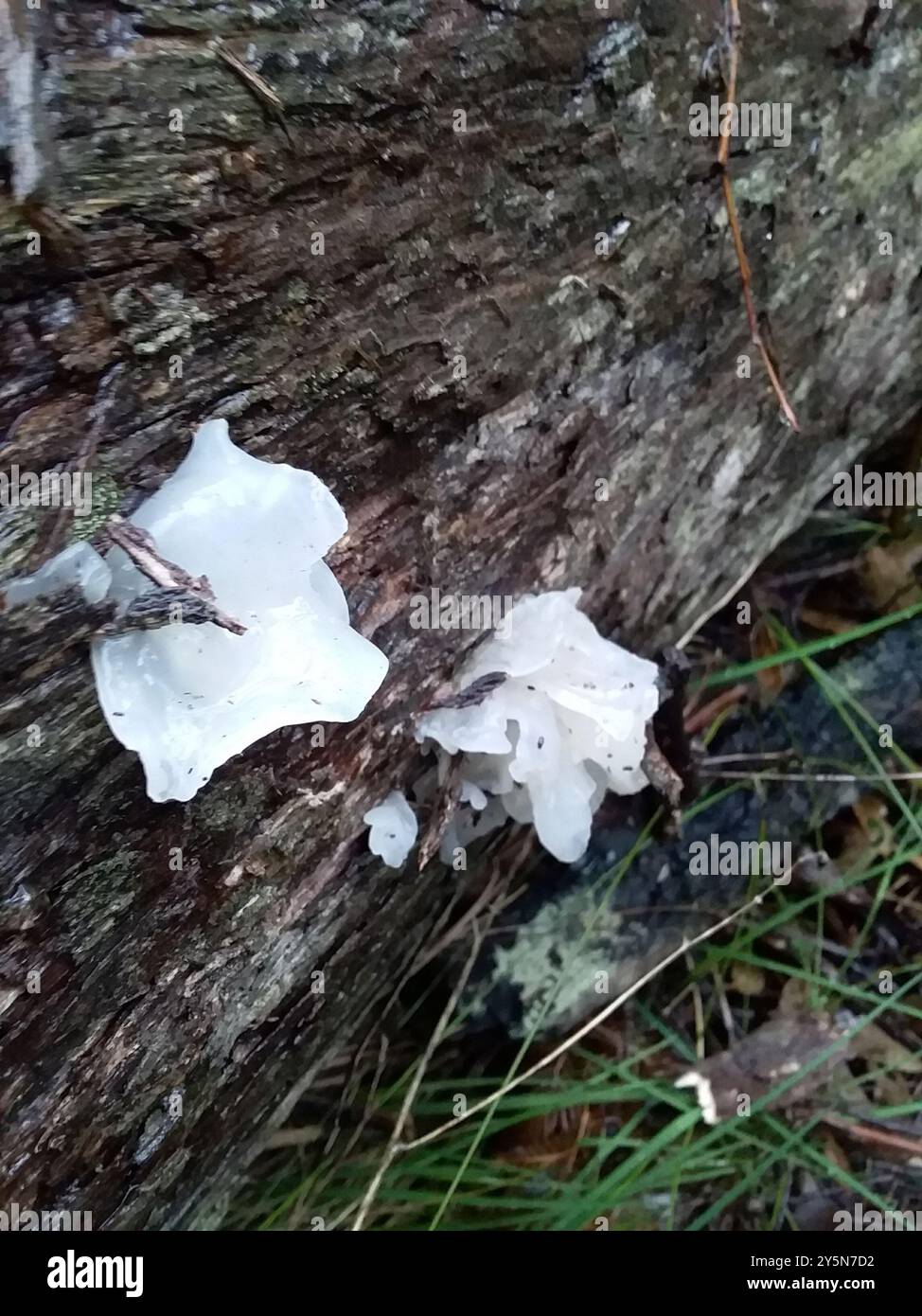 snow fungus (Tremella fuciformis) Fungi Stock Photo - Alamy