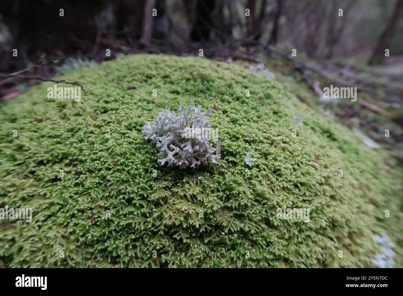 Coral lichen (Pulchrocladia retipora) Fungi Stock Photo - Alamy