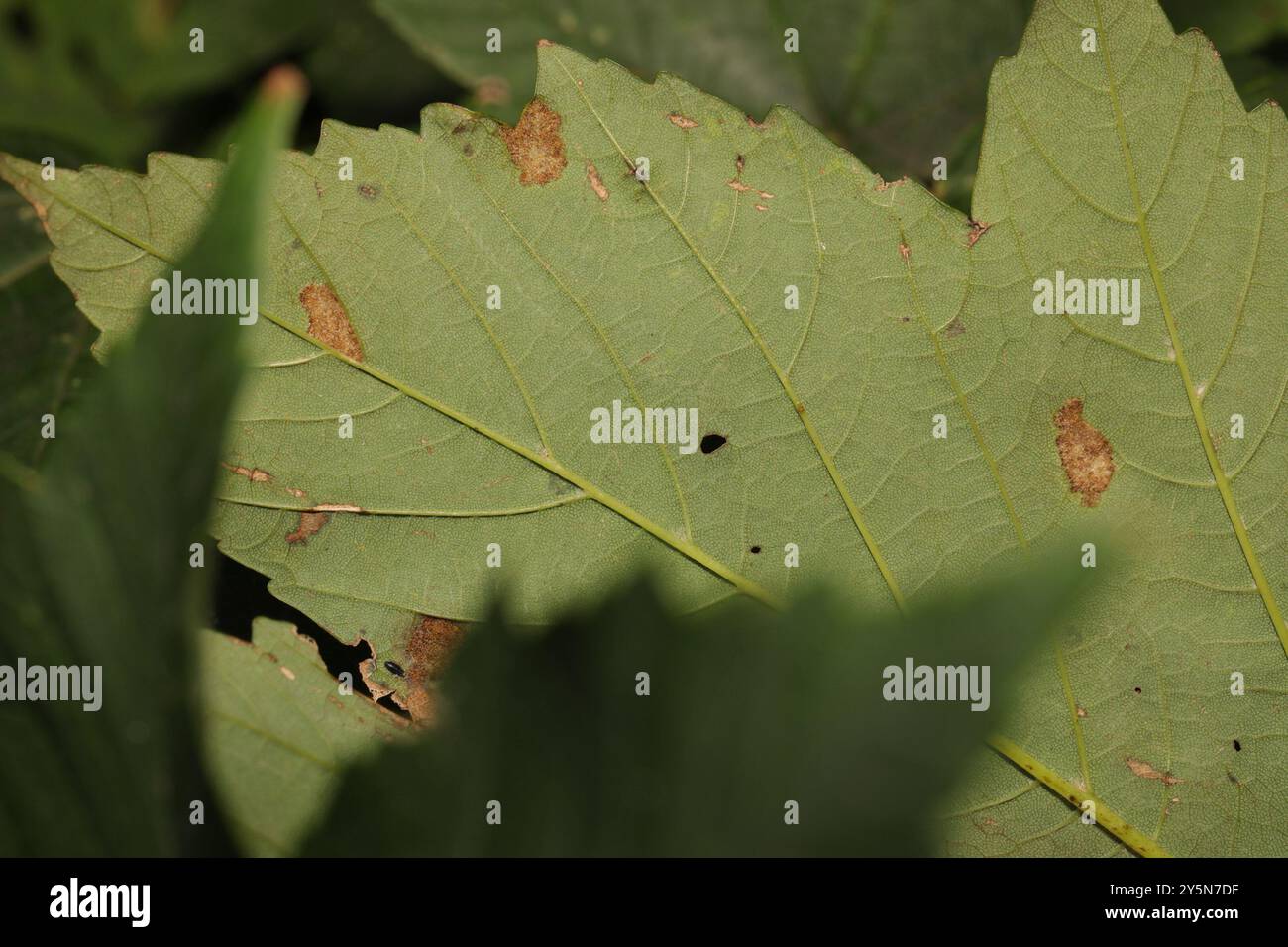 Sycamore Felt Gall Mite (Aceria pseudoplatani) Arachnida Stock Photo ...