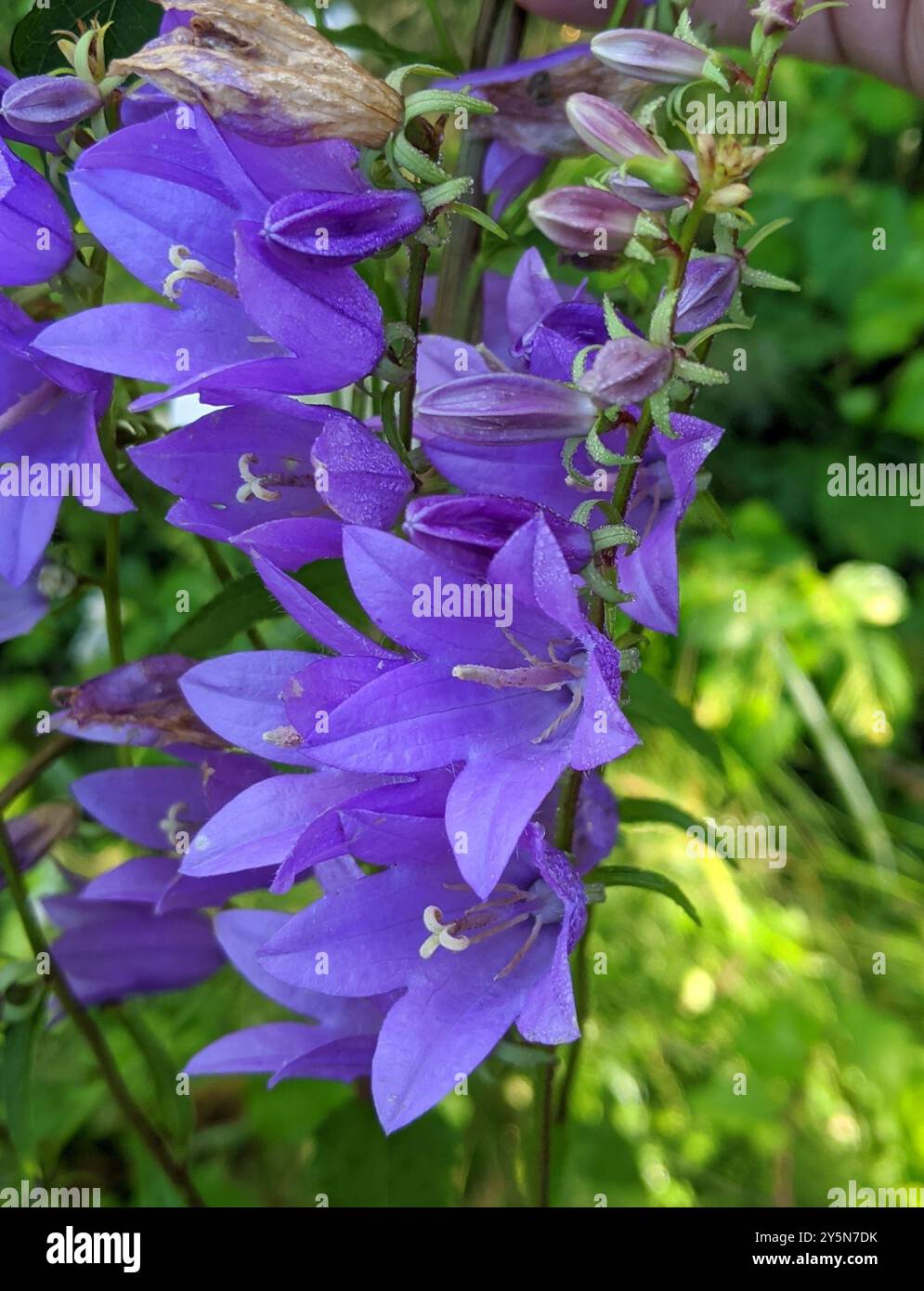 Creeping Bellflower (Campanula rapunculoides) Plantae Stock Photo - Alamy