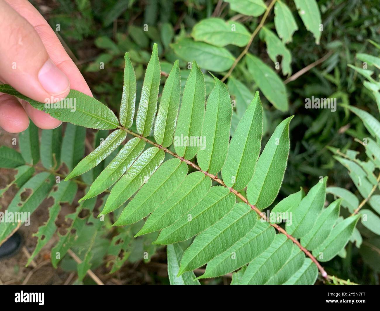 Japanese Prickly Ash (Zanthoxylum ailanthoides) Plantae Stock Photo - Alamy