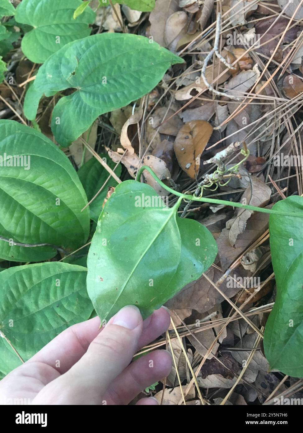 greenbriers (Smilax) Plantae Stock Photo - Alamy