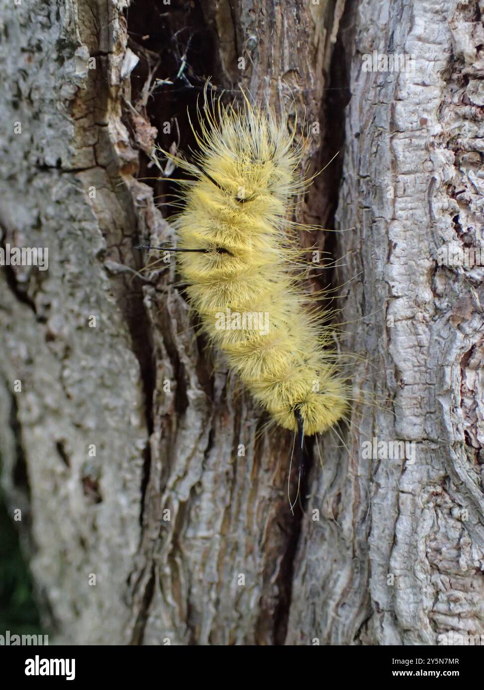 American Dagger (Acronicta americana) Insecta Stock Photo - Alamy