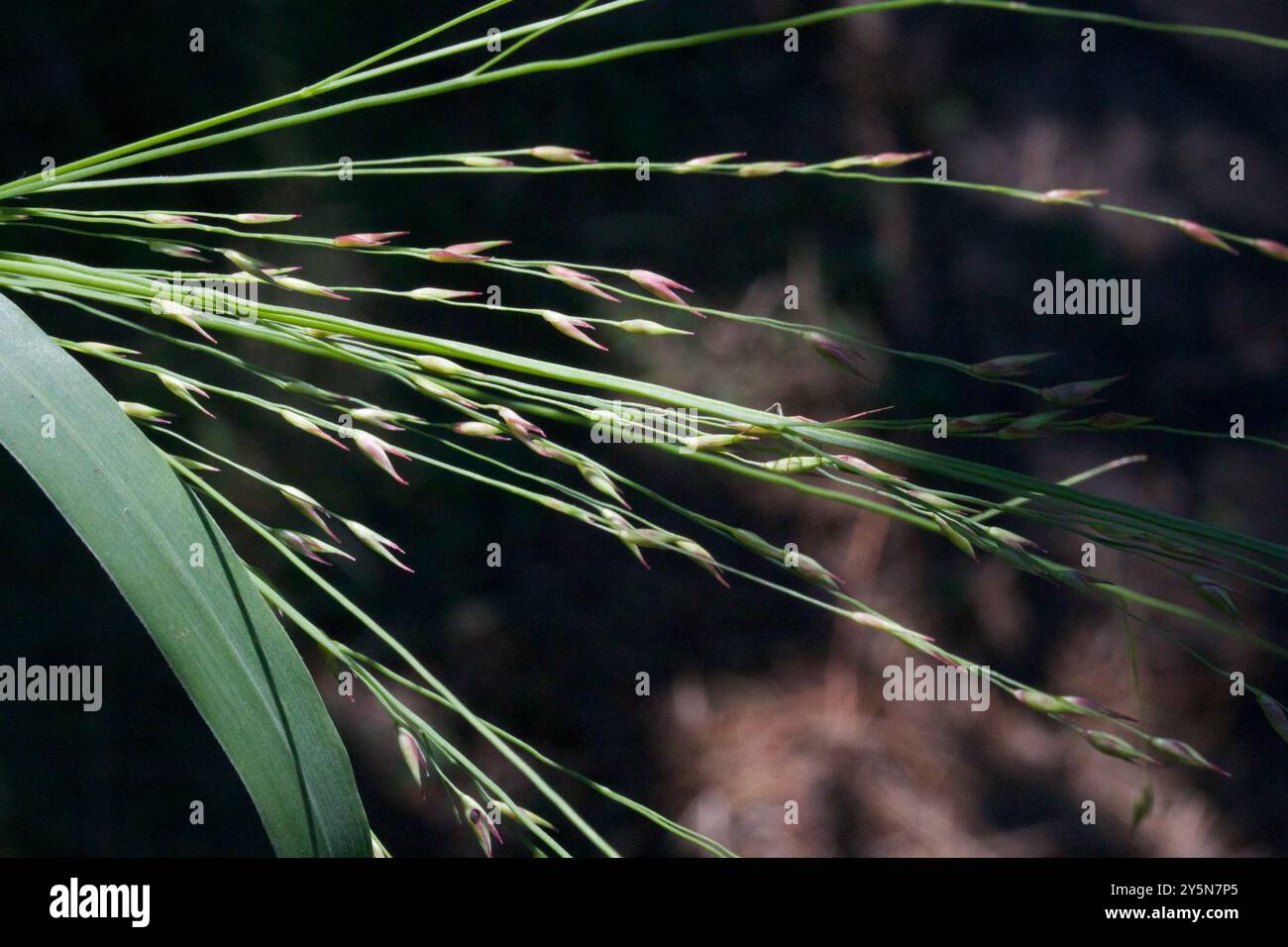 switchgrass (Panicum virgatum) Plantae Stock Photo - Alamy