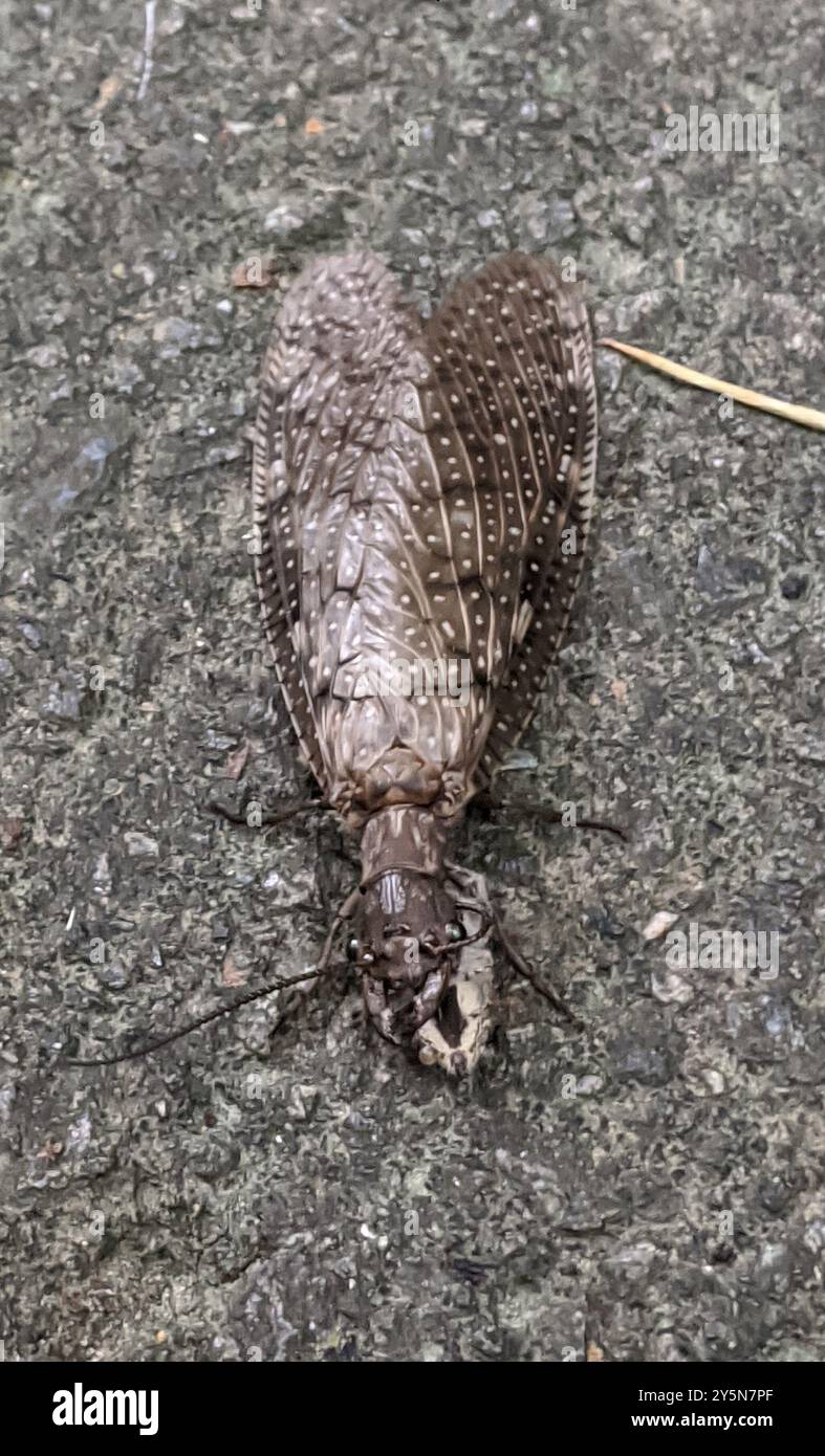 Eastern Dobsonfly (Corydalus cornutus) Insecta Stock Photo - Alamy