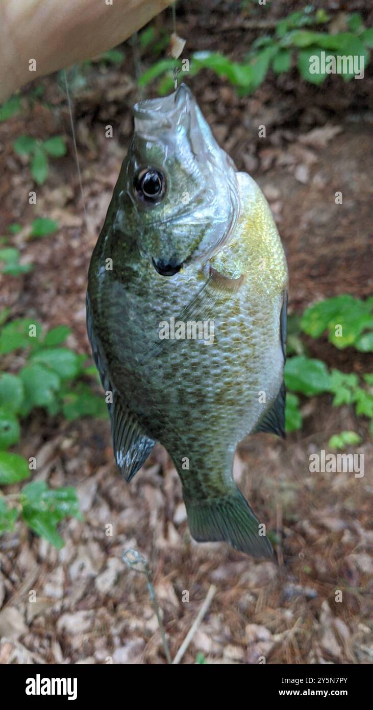 Bluegill (Lepomis macrochirus) Actinopterygii Stock Photo - Alamy