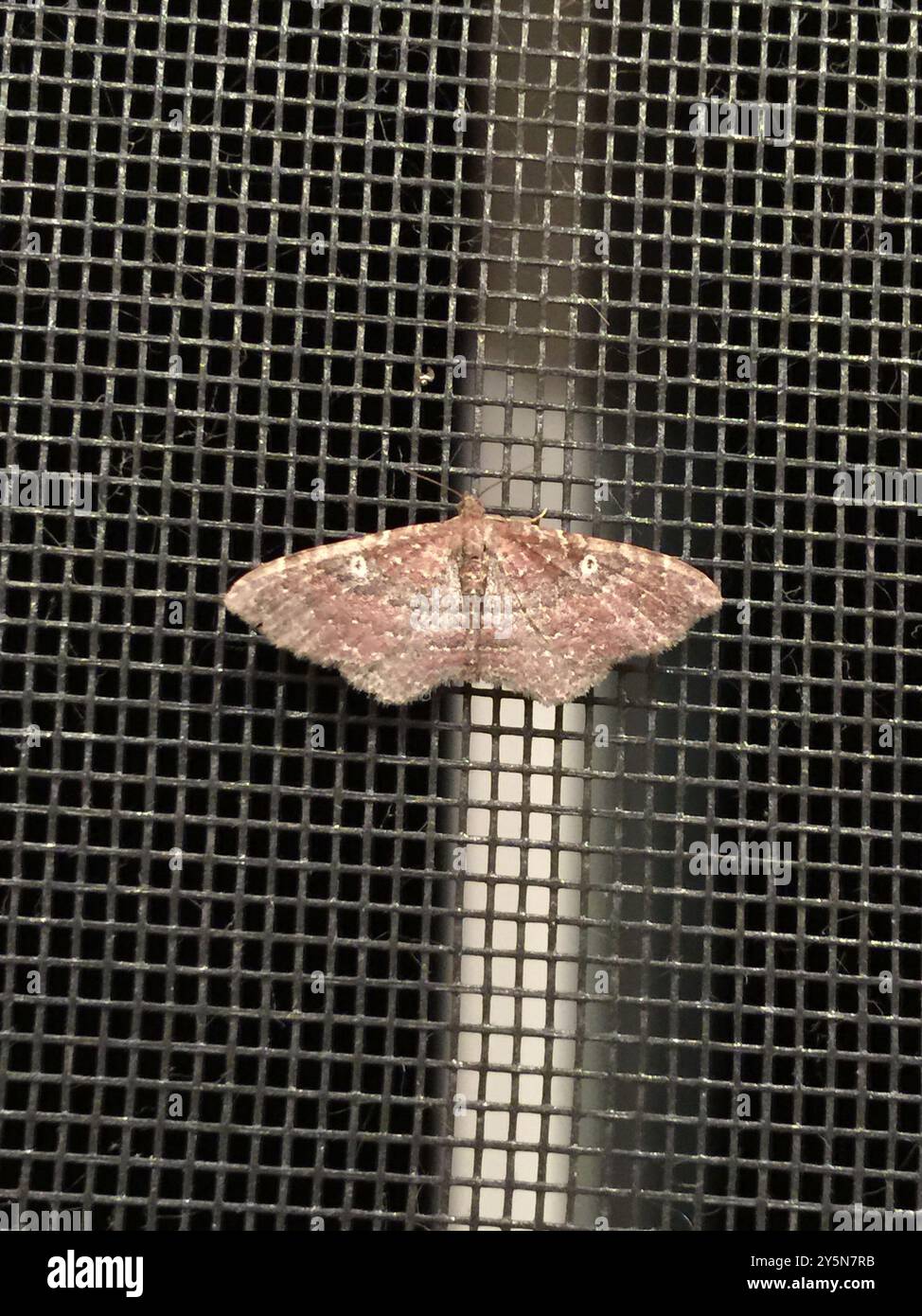 Gem Moth (Orthonama obstipata) Insecta Stock Photo - Alamy
