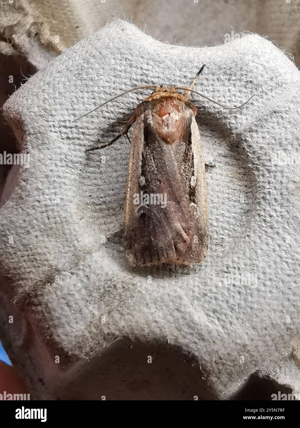 Flame Shoulder Moth (Ochropleura plecta) Insecta Stock Photo - Alamy