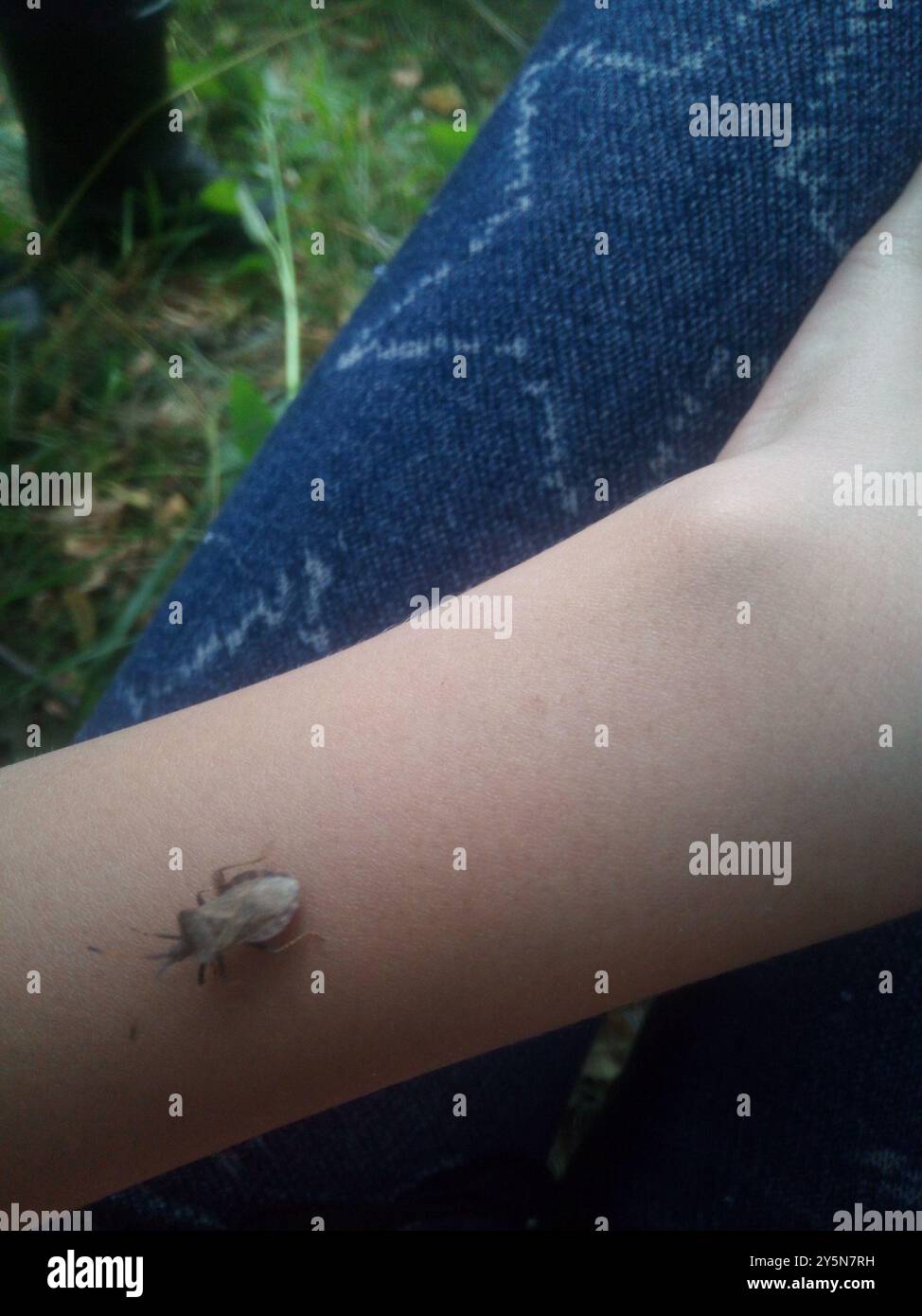 Dock Bug (Coreus marginatus) Insecta Stock Photo - Alamy