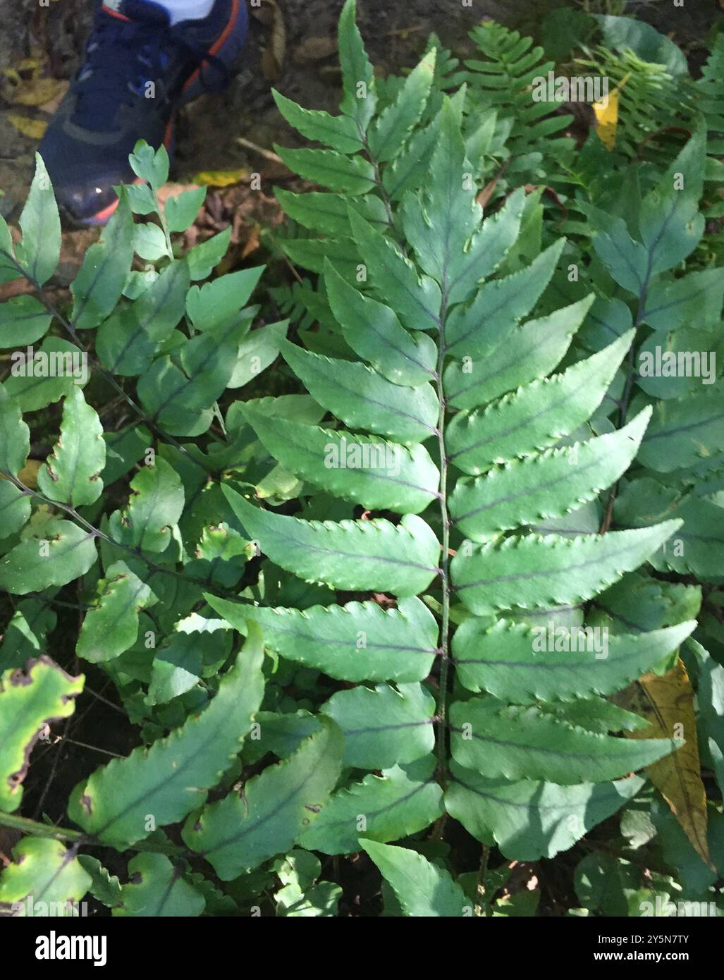 Fortune's Holly-fern (Cyrtomium fortunei) Plantae Stock Photo - Alamy