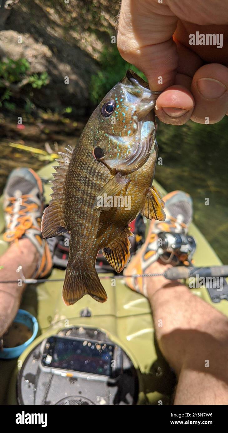 Green Sunfish (Lepomis cyanellus) Actinopterygii Stock Photo - Alamy