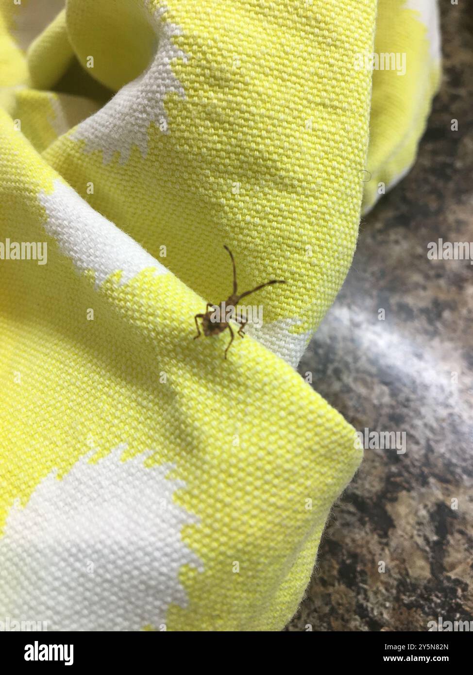 Dock Bug (Coreus marginatus) Insecta Stock Photo - Alamy