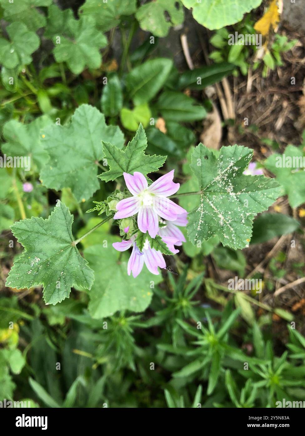 Cretan mallow (Malva multiflora) Plantae Stock Photo - Alamy